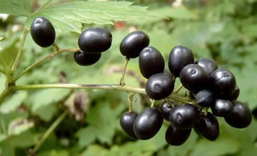 Spike crow Poden semblar comestibles només si són picades pels ocells. Però aquesta impressió és enganyosa i, per als humans, a diferència dels ocells, són perillosos. Cap dels òrgans de la planta no és adequat per menjar, i més encara les baies negres que maduren a mitjans de finals d’estiu. Són els més verinosos i contenen substàncies que danyen el sistema nerviós i, fins i tot, en petites quantitats provoquen trastorns gastrointestinals greus. A més, la saba vegetal també té propietats tòxiques que, si entra en contacte amb la pell, provoca cremades.