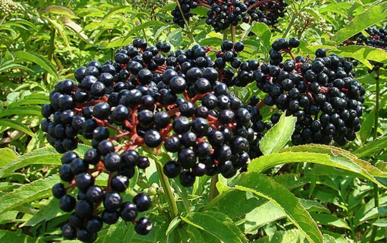 Herbal elderberry Ni Oṣu Kẹjọ-Oṣu Kẹsan, awọn eso dudu ti pọn ni igba eweko eweko. O gbagbọ pe awọn eso ti ko ti dagba nikan jẹ majele. Nigbati o ba jẹ majele, wọn fa ọfun ọgbẹ, irora inu, inu rirun, eebi, ati inu ni o ṣeeṣe. Nitori ikojọpọ ti oxyhemoglobin ninu ẹjẹ ṣiṣan, mukosa ẹnu wa di buluu. Iku waye lati imuni atẹgun lori ipilẹ ti ikuna ọkan nla. Awọn eso ti o pọn jẹ ohun jijẹ: wọn ṣe ọti -waini, Jam, ati pe o kan jẹ wọn ni aise.