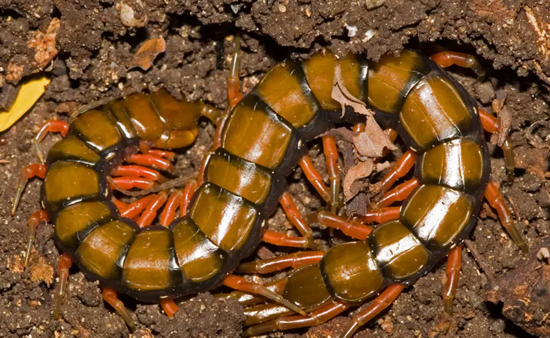 Millepiedi gigante: una creatura che caccia anche uccelli e serpenti