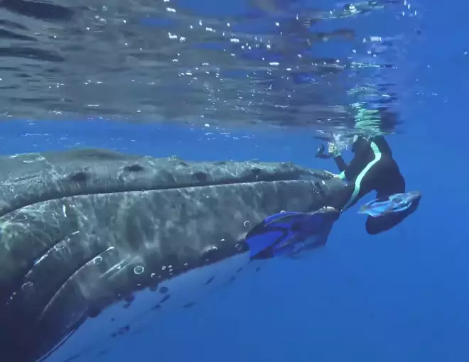 Shark -ga ayaa bilaabay ugaarsiga qof, laakiin bahalku ma filayn muuqaalka kore ee nibiriga badbaadiyaha