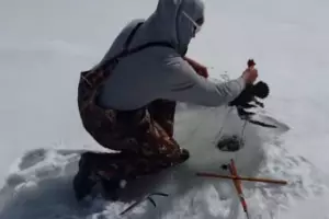 Ribič je bil nad svojim ulovom iz luknje zelo presenečen. Kako se je raca lahko ujela v led?