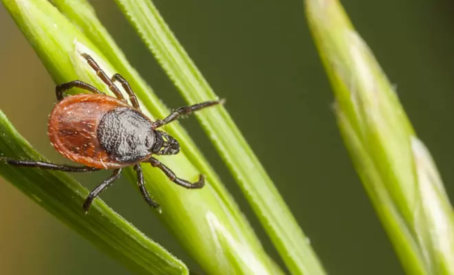 कसरी एक पटक र सबै को लागी ticks बाट आफूलाई जोगाउने