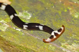 I vermi predatori giganti hanno spaventato gli scienziati francesi