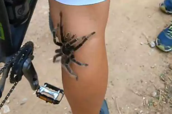 Una araña gigante apareció de repente y puso a prueba al ciclista por su coraje.