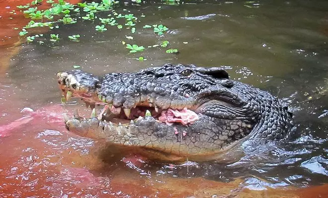 Un cocodrilo gigante se tragó a un ciervo y atacó a los cazadores