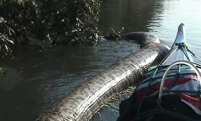 An anaconda is mó ar domhan: fionnachtain uafásach ag iascairí