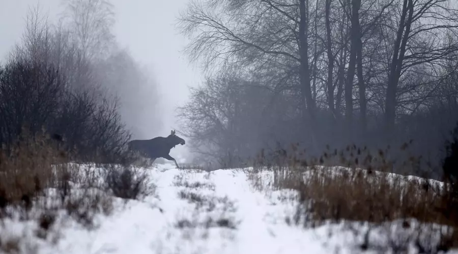 Kehidupan liar Di sisi wilayah Ukraine, saintis memasang 45 kamera, data yang memungkinkan untuk memahami ukuran populasi fauna tempatan yang sebenarnya. Hutan Chernobyl menyerupai gambar pastoral dari buku teks biologi: babi hutan, serigala, rusa roe dan rubah merasa sangat hebat di sini.