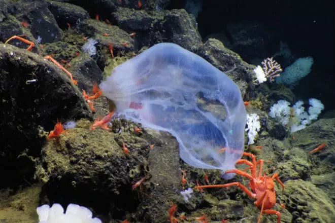 I-jellyfish engajwayelekile evela ekujuleni kolwandle ivele okokuqala kuvidiyo