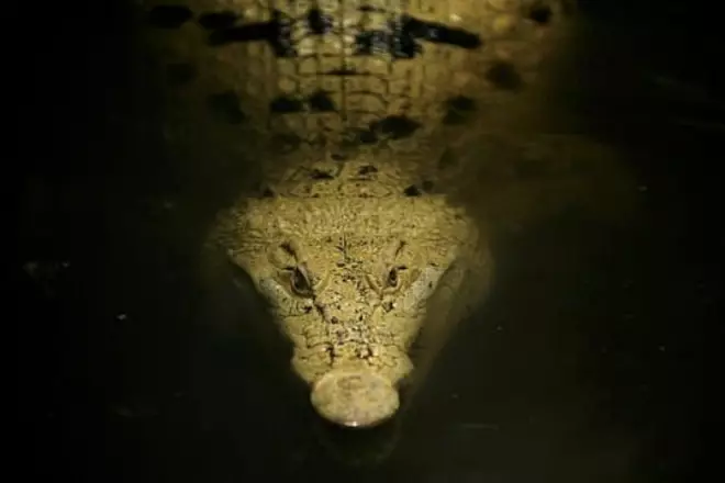 Ayah berkelahi dengan buaya besar dan menyelamatkan putranya