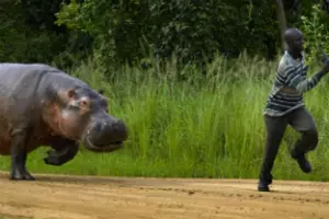 Hippo tanpa brek: haiwan yang paling agresif dan berbahaya di Afrika