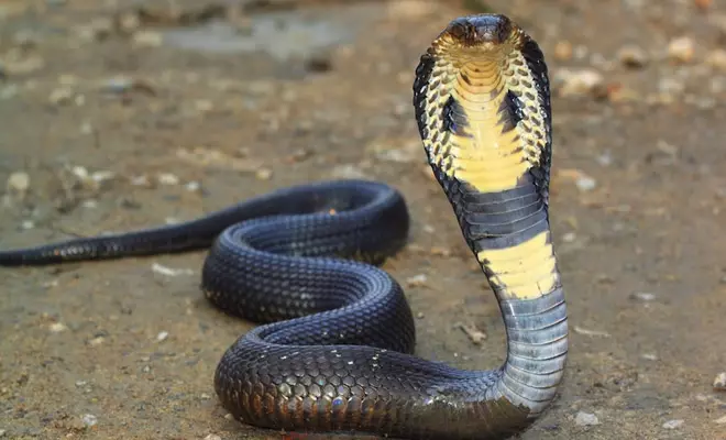 Python vs Cobra : le choc des monstres grésillants