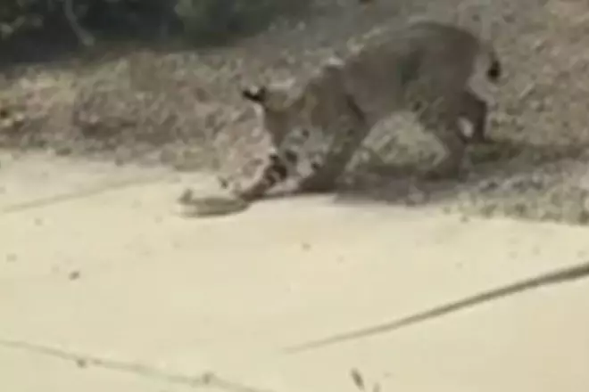 Den harde kampen mellom en gaupe med en klapperslange fanget på videoen av en tilfeldig forbipasserende