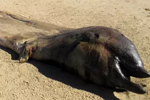 Ribari su otkrili čudno ogromno stvorenje koje se spustilo na obalu Namibije