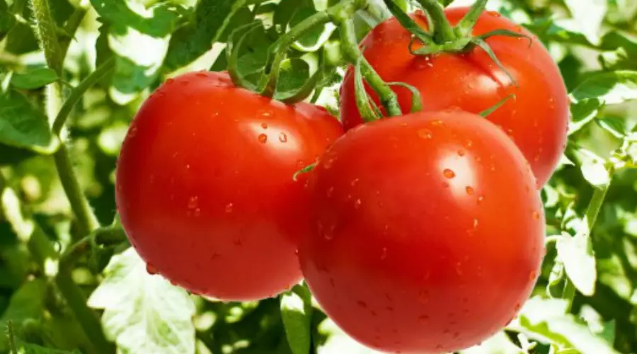 Tomates Cientistas indianos provaram que os tomates frescos são ricos em licopeno, um elemento que impede o endurecimento das paredes das artérias. Além disso, o licopeno é um antioxidante muito potente na redução do risco de doenças cardíacas.