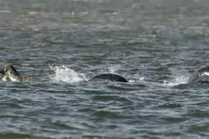 Ang lahi ng halimaw ng Loch Ness: aksidenteng nakunan ng camera ang maraming mga indibidwal