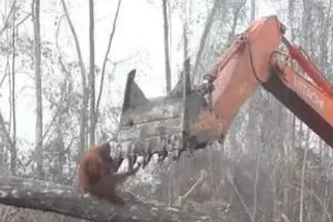 Orangutan metu kanggo nglindhungi alas saka excavator: video