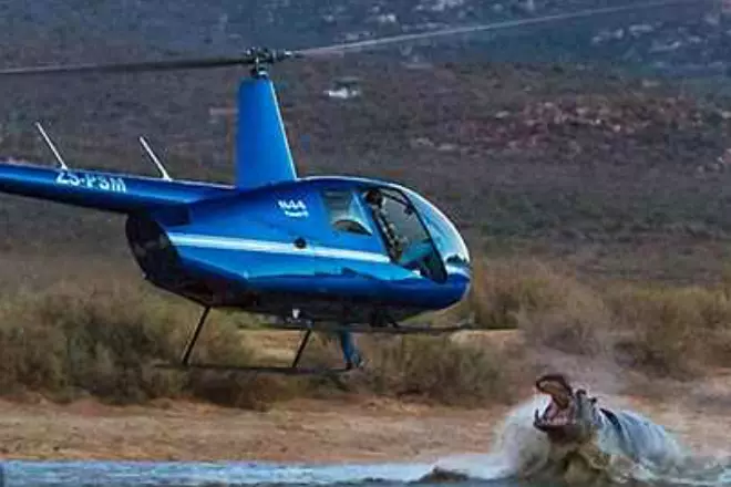 Divlji nilski konj napao je leteći helikopter