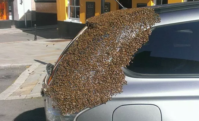 Un enorme enjambre de abejas se atascó alrededor del auto y lo persiguió durante dos días.