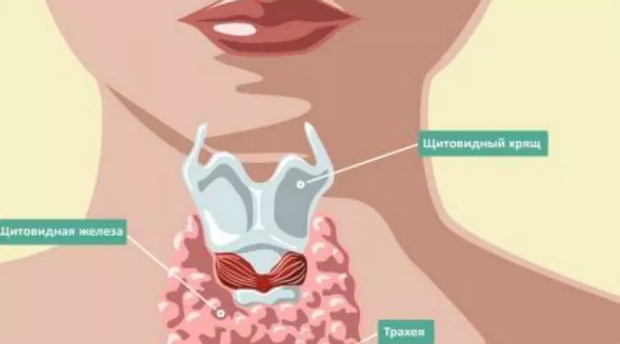 Kuhotsira Reflex Edza kupa munhu akuhwa hwema mhiripiri nhema. Izvi zvinotsamwisa kuhotsira kwekufungidzira: kana iro pfupa riri diki, iko kudzvinyirira kwemhasuru dzemukati dzehuro kunokwana.