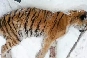 부러진 이빨과 발톱을 가진 지친 호랑이가 사람들에게 나와서 도움을 요청했습니다.