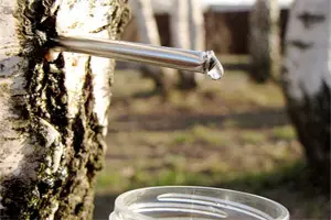 Birch sap: kuunganidza nekuchengetedza