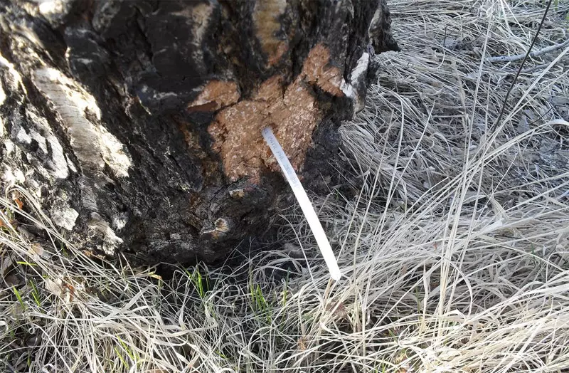 Período de recollida O tempo óptimo de recollida é o período do comezo do fluxo activo de savia, cando as xemas comezan a inchar nas árbores. A tempada de colleita remata co comezo da apertura das primeiras follas.