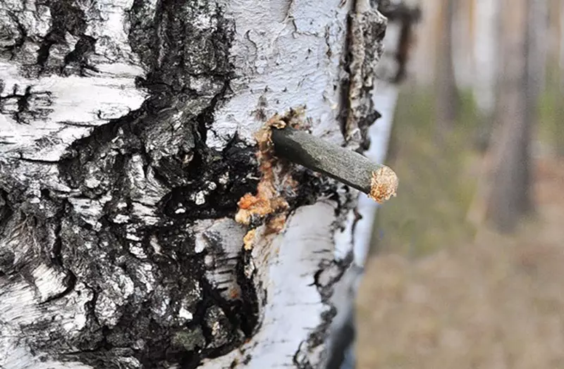 Restaurar a árbore Despois de recoller a savia, o corte cóbrese con cera, verniz de xardín, musgo ou outro corcho natural. Este tapón protexe o tronco das bacterias que poden causar danos graves á árbore.