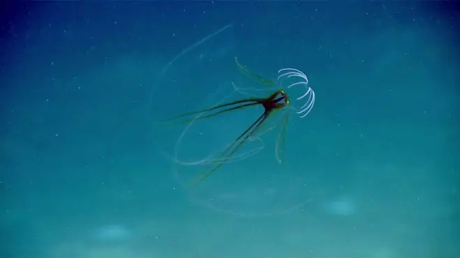 a-noaa-submersible-metotia-this-ctenophore-or-comb-jellyfish-aau-na-luga-o-le-sami