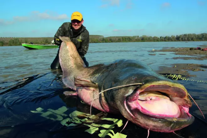 Għaliex ma tistax tipprova tħenn pet catfish