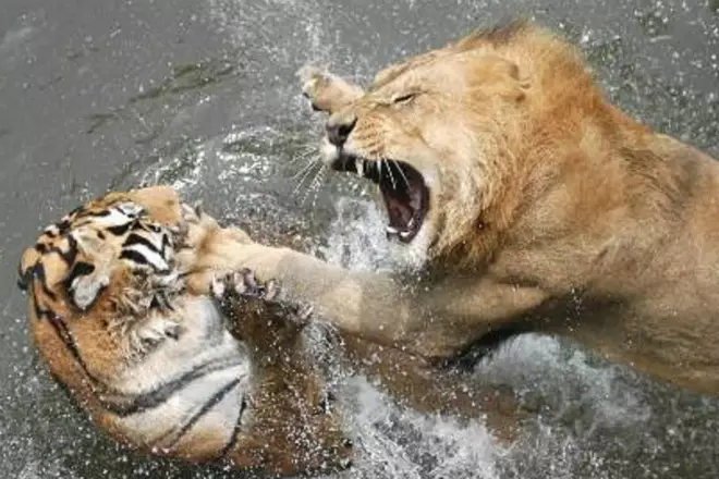 Leone contro tigre: chi è davvero il re degli animali