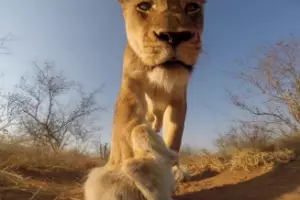 Lioness waxay xaday kamarad waxayna ku duubtay filimkeeda iyada oo raacdo iyo quudhsi