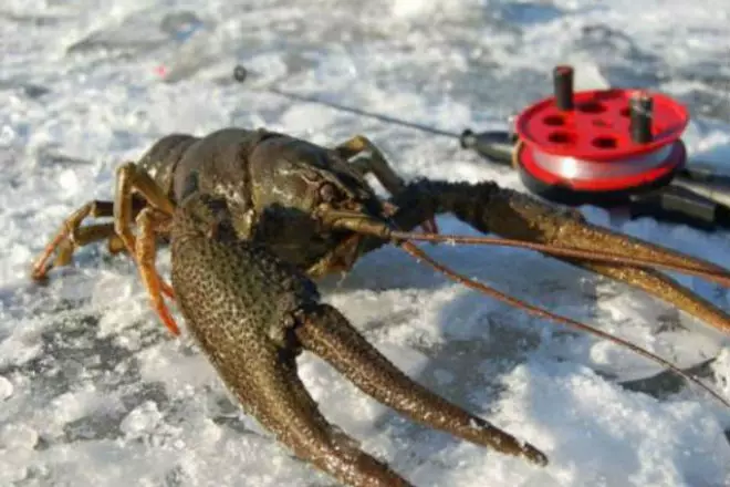 Comment les écrevisses vivent sous la glace en hiver. Vidéo