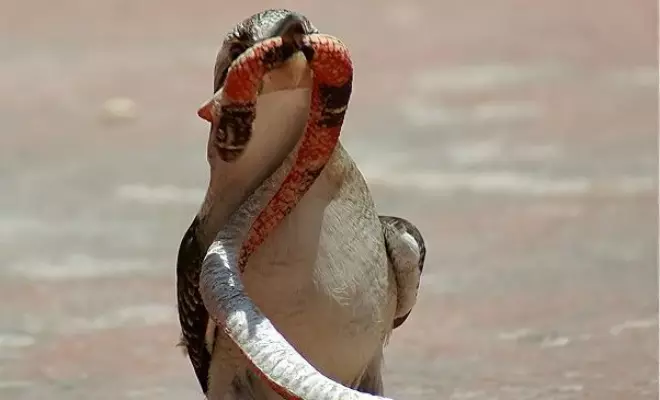 Kookaburra rabbioso contro serpenti velenosi