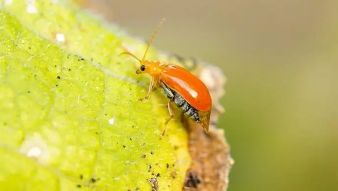 Thrips As conservas, os espárragos conxelados e o repolo son o fogar deste pequeno bicho. Segundo as estatísticas, a persoa media come aproximadamente cen gramos de trips ao ano. Ben, noxento!