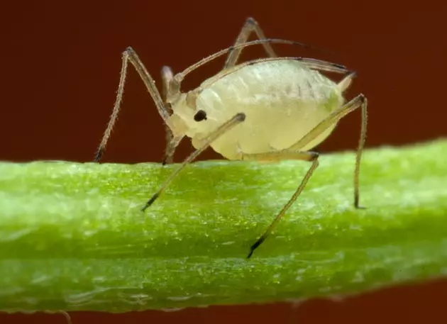 Áfidos Outra beleza que se adoita atopar nos vexetais conxelados. Lave as espinacas e o brócoli con moito coidado, xa que aos pulgóns encántalles máis que calquera outra cousa.