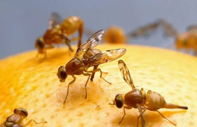 Moscas de froita ¿Gústache comer froita no mercado? Ben, entón acepta o feito de que comes unhas moscas de froita xunto coas pasas. Por certo, hai moitos destes pequenos insectos nos zumes de cítricos.