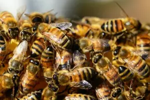 Shivering hives found in homes