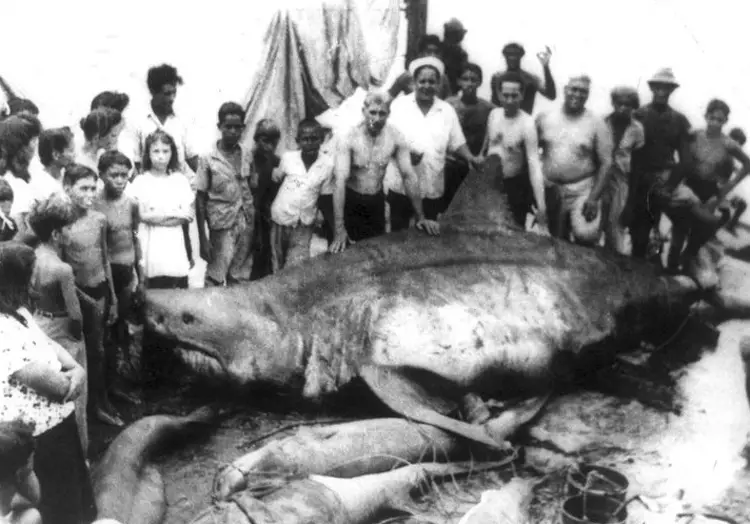 Akulanyň agramy: näbelli 1945-nji ýylda Meksika aýlagynda meýilleşdirilen balykçylyk syýahatynda 6 balykçy tötänleýin adamlar üçin iň howply akula görnüşini - uly ak akula tutdy. Karçarodonyň uzynlygy 6,4 metrdi. Gelen obasynyň hormatyna balykçylar kubogy “Kojimardan gelen haýwan” diýip atlandyrdylar.