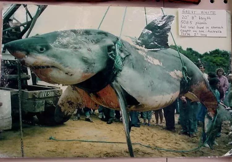 Poids du requin : 2306 kg. En 1970, le plus gros requin de l'histoire a été capturé au large de Phillip Island. Le poids du requin d'une longueur de 6,2 mètres était de 2306 kg. Bien que cela soit considéré comme un record absolu, beaucoup le remettent en question, car avant que le requin ne soit capturé, il a eu le temps de manger un phoque, dont les restes ont été retrouvés dans son estomac.