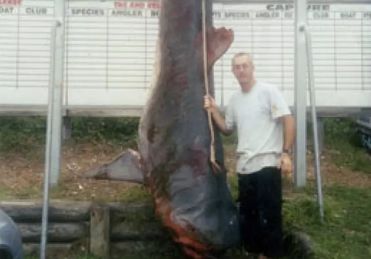 Kulemera kwa Shark: 810 kg. Pakadali pano, mbiri yolamulira ya kambuku wamkulu kwambiri yemwe adakhalapo ndi kulemera ndi ya Kevin James Clapson. Mphepete mwa Ulladullah, Australia, mu Marichi 2004, msodzi wina adagwira nyalugwe wa shark wolemera makilogalamu 810.