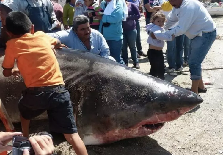 Beurat hiu: 907 kg. Dina 2012, saatos perjalanan mancing deui, pamayang Méksiko balik salaku pahlawan lokal. Tangkap utama na, anu anjeunna angkat ka Laut Cortez, mangrupikeun hiu bodas anu ageung 907 kg. Hiu panjangna 6 méter.