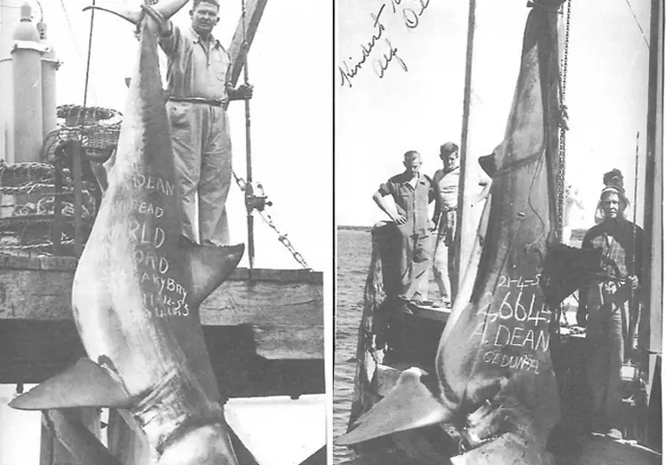 Poids du requin : 1208 kg. L'un des plus gros requins capturés par l'International Association of Fish and Wildlife Agencies était le requin capturé par Alf Dean. Sur la côte australienne de Sidoun en 1959, un pêcheur a attrapé un requin de 5 mètres pesant 1208 kg.