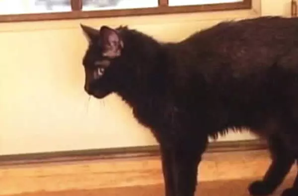 Gato pequeno, gato negro de 37 anos Al e Mary Polaski viviron con eles durante 37 anos. A parella levou o gatiño para si en 1970. O longevo gato de Minnesota converteuse nunha celebridade local grazas á revista Cat Fancy.