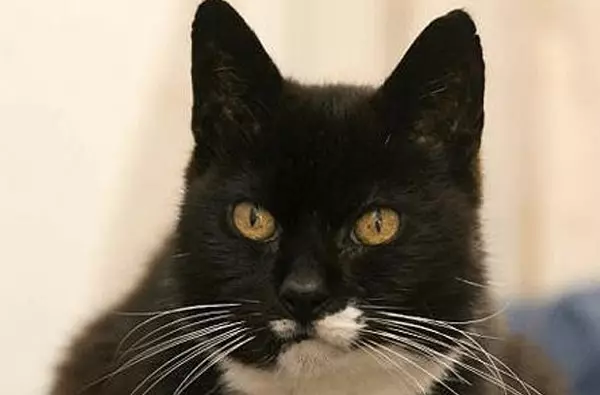 Cat Puff Uachtar, 38 bliana agus 3 lá Ar feadh i bhfad, measadh gurb é Cream Puff as Texas an cat is sine. Bhí an t-ainmhí ina chónaí ar feadh 38 bliana agus 3 lá. Dar leis an úinéir Jake Perry, bhí ról tábhachtach ag an aiste bia i saolré an pheata: bheathaigh sé an cat le bagún, uibheacha, brocailí agus asparagus.