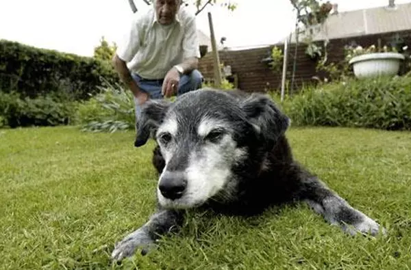 O can de Bella, 29 anos e 193 días, Bella de Inglaterra mantivo o título de can máis antigo durante 5 anos. O can morreu á idade de 29 anos e 193 días por un infarto ocorrido cando camiñaba cos propietarios.