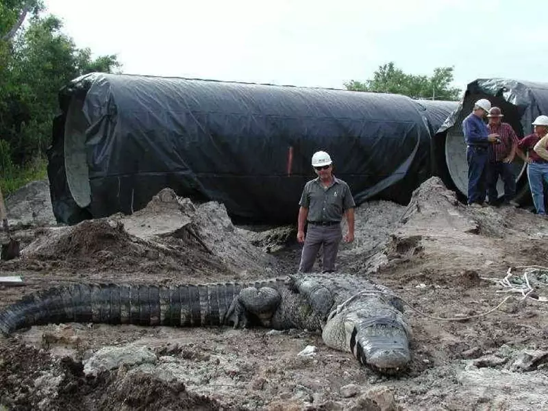 Caimà El 2006, es va trobar un caimà de 600 quilograms d'1 metre d'ample atrapat en una claveguera de Texas. El caimà era tan gran que ni tan sols es podia moure dins de la canonada.