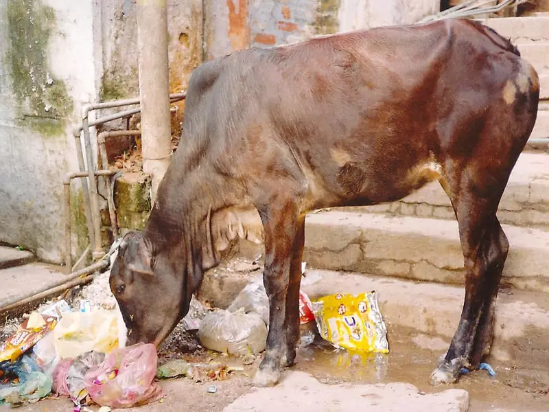 Vaca Aquesta vaca va ser descoberta en un desguàs de l'arxipèlag de Fiji.