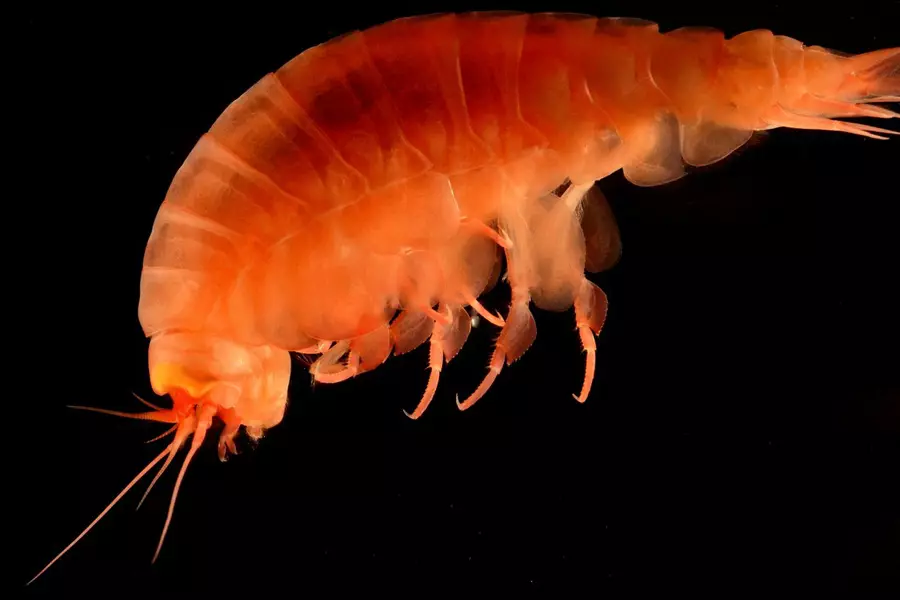 Zehirli Yaşam Ve işte Mariana Çukuru'ndaki canavarlarla ilgili belki de en şaşırtıcı gerçek. Geçen yıl Haziran ayında, İngiliz araştırmacılar, dipten gelen derin deniz kabuklularının vücutlarının kelimenin tam anlamıyla toksinlerle doyurulduğuna göre ilginç bir belge yayınladılar. Kirlilik seviyesi, fabrikaların atıklarının genellikle atıldığı okyanusun kıyı sularında yaşayan canlıların gösterdiğinden çok daha yüksekti. Ayrıca, bazı kabuklular radyoaktif radyasyon bile yaydılar. Ancak, bir kişinin parmak uçlarıyla zar zor ulaşabileceği radyasyon nereden geliyor?