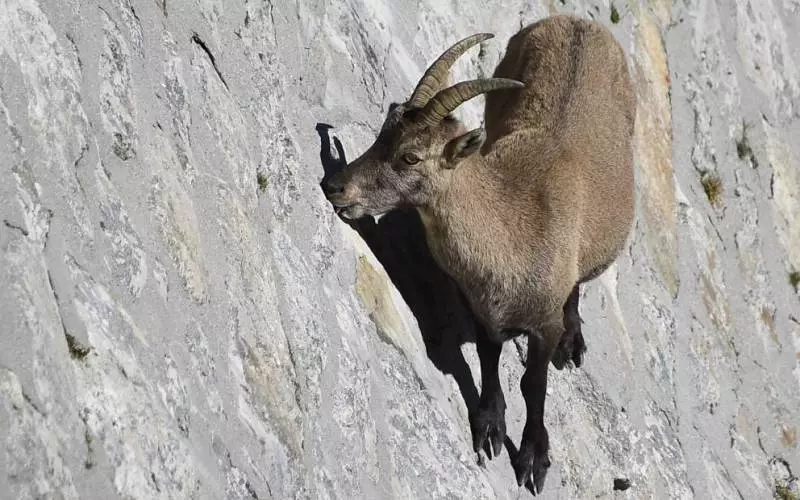 Kozorožec alpský Ibex alpský kozorožec môže bez problémov šplhať po stenách bez toho, aby sa uchýlil k superveľmociam Spider-Mana. Správne, Peter Parker.