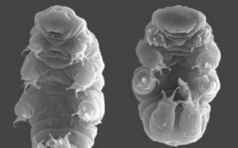 Tardigrades Tardigrades phantse kube nzima ukutshabalalisa. Ungayihambisa ngethamo eliyingozi leemitha, ushiye amashumi eminyaka ngaphandle kokutya okanye amanzi, kwaye nokuyivelisa emajukujukwini - iyakusinda kuyo yonke le nto kwaye ayizukuqhwanyaza iliso. Ezi freaks zincinci zezinye zezilwanyana ezindala eMhlabeni. Naliphi na iqhawe lamahlaya eMarvel, ukuya kulala, amaphupha okufumana ubuchule obukhethekileyo be-tardigrade.